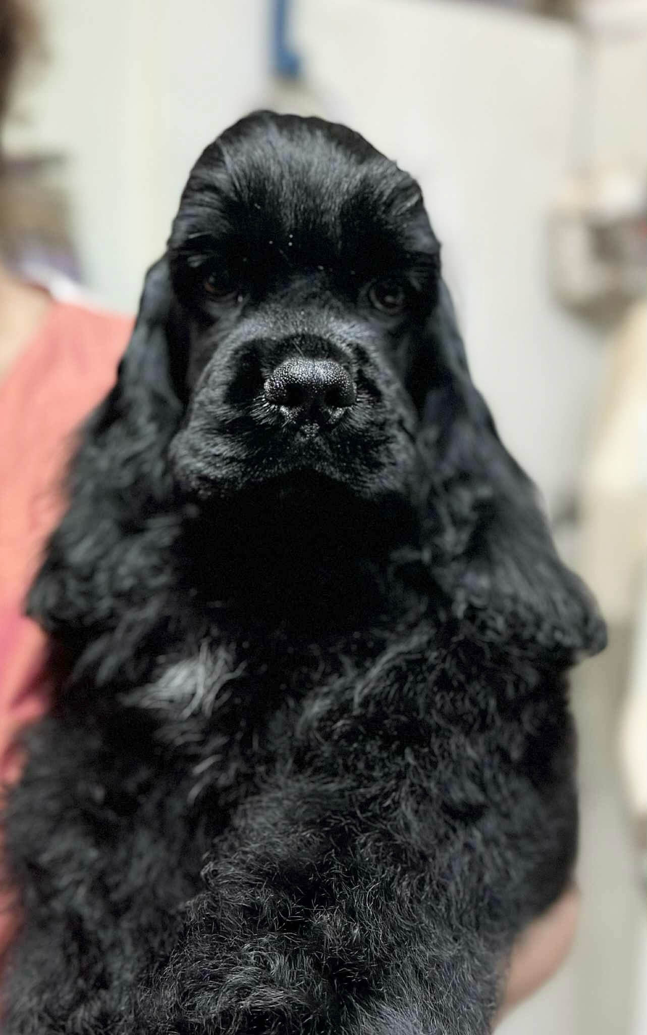 Jettz Flying Under The Radar Cocker Spaniel (American) - Owned by ...