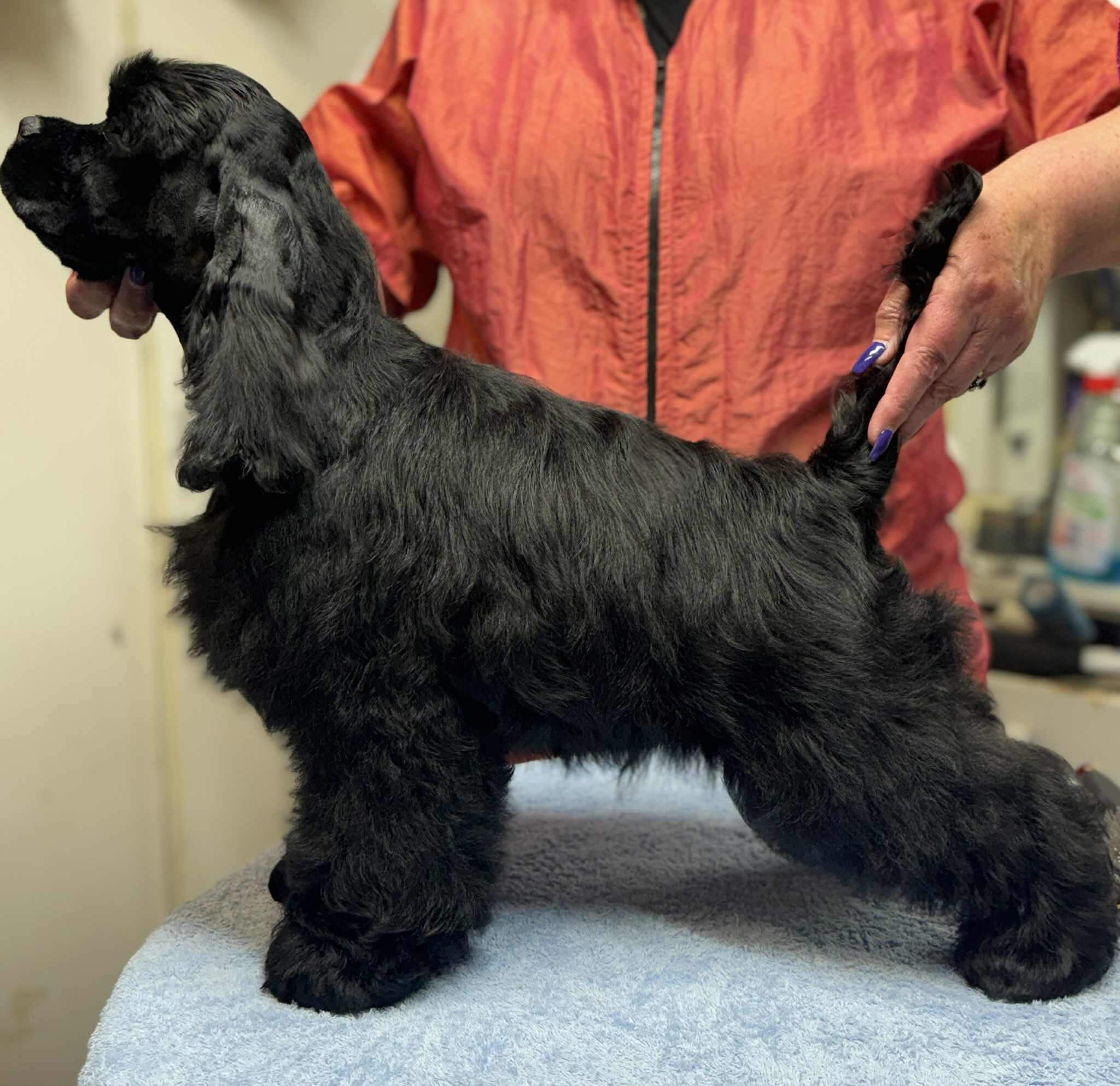 Jettz Flying Under The Radar Cocker Spaniel (American) - Owned by ...