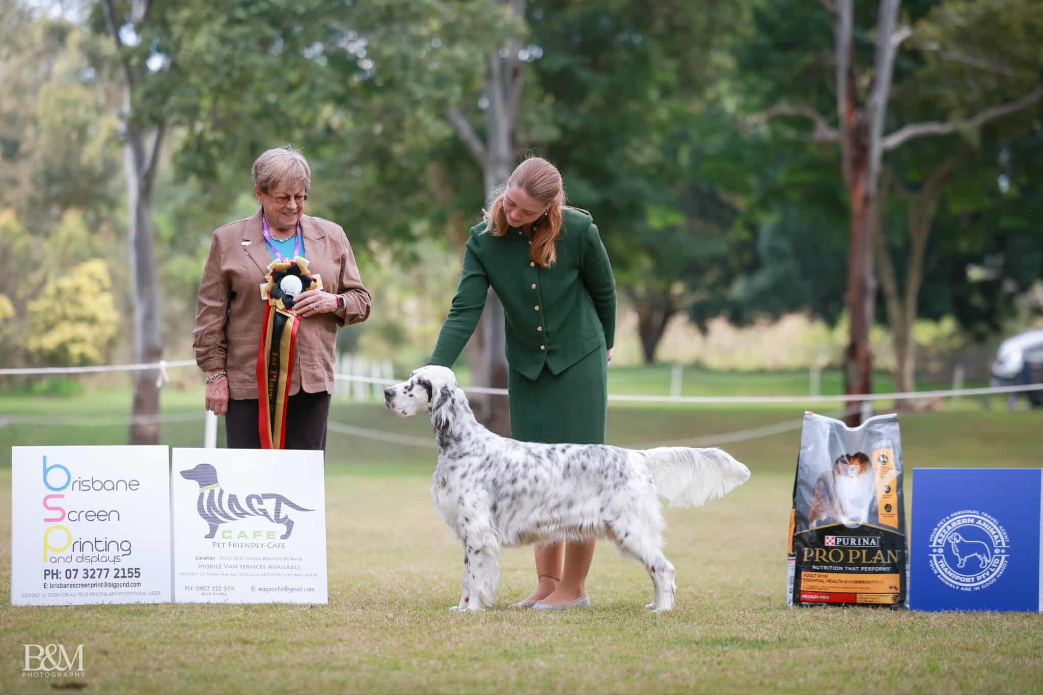 Aust Ch Orwin Its Peach Time English Setter - Owned by Richard Scott ...