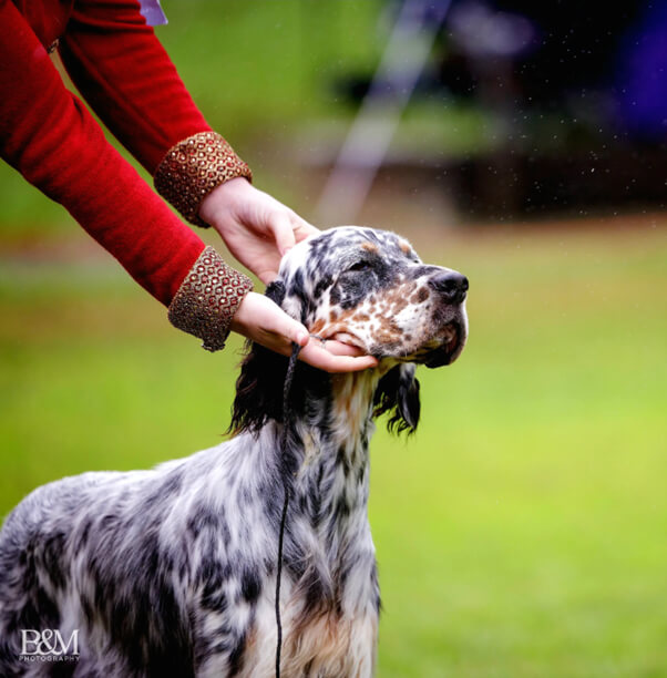 Aust Ch Orwin Just Keep Swimming English Setter - Owned by Richard ...