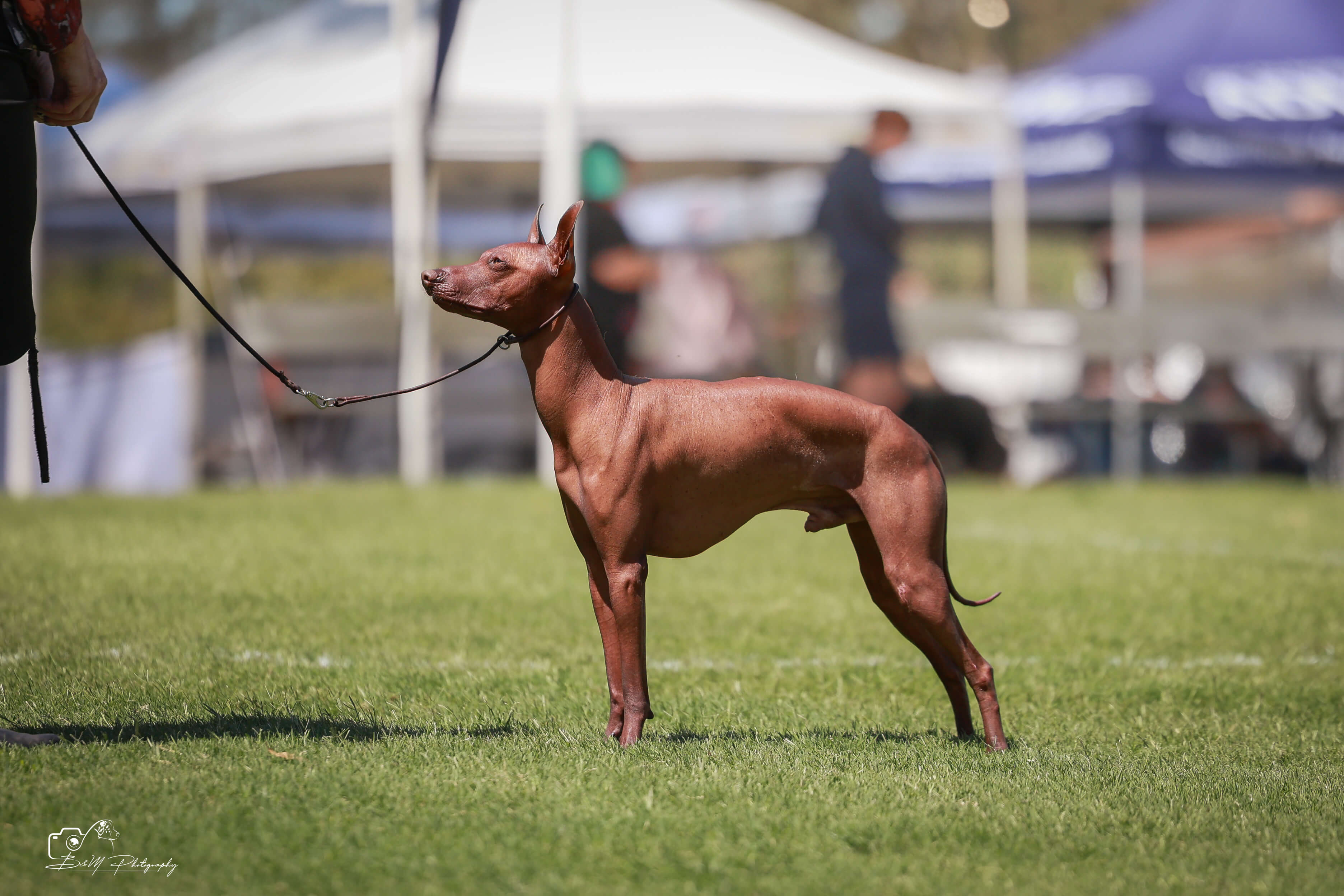 CH. Pauchel Suns Sacrifice Peruvian Hairless Dog (Medium) - Owned by ...