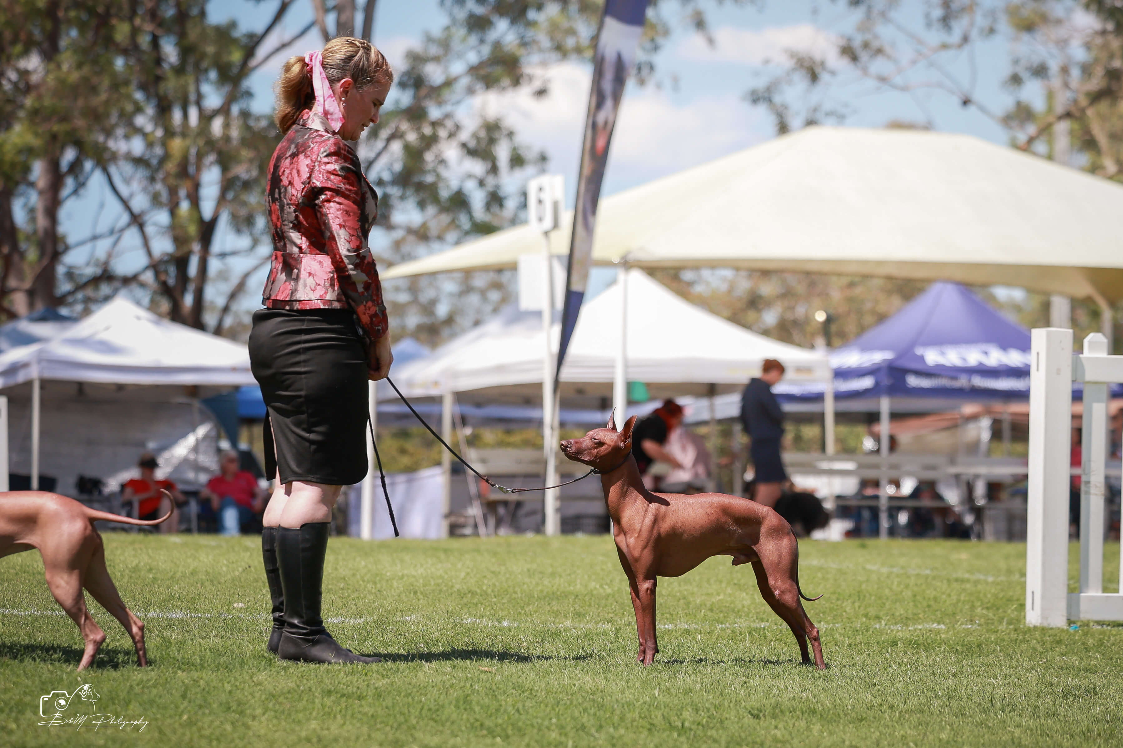 Pauchel Suns Sacrifice Peruvian Hairless Dog (Medium) - Owned by Shell ...