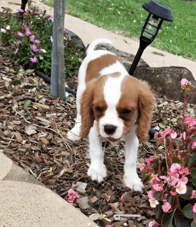 Cavalier King Charles Spaniel Puppies for Sale