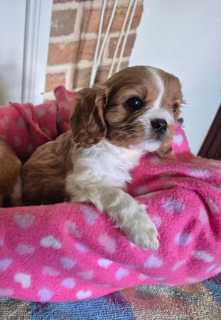 Cavalier King Charles Spaniel Puppies for Sale in New South Wales (NSW)