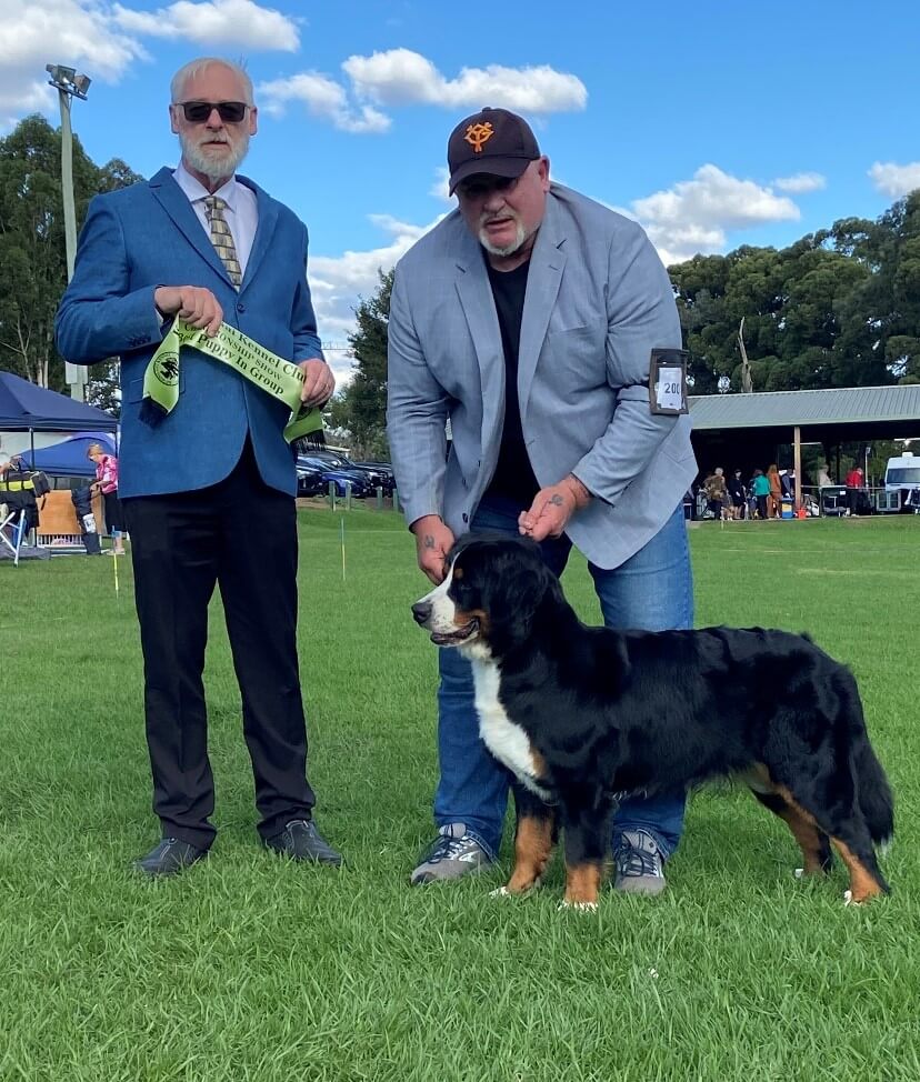 Aust Ch Pipersglen A Bonnie - Lass Bernese Mountain Dog - Owned by ...