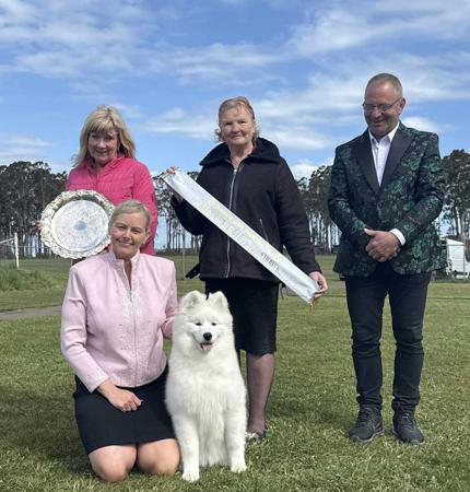 Bellasamba Sweet Friday O Mine Samoyed - Owned by Jason Gesiotto ...