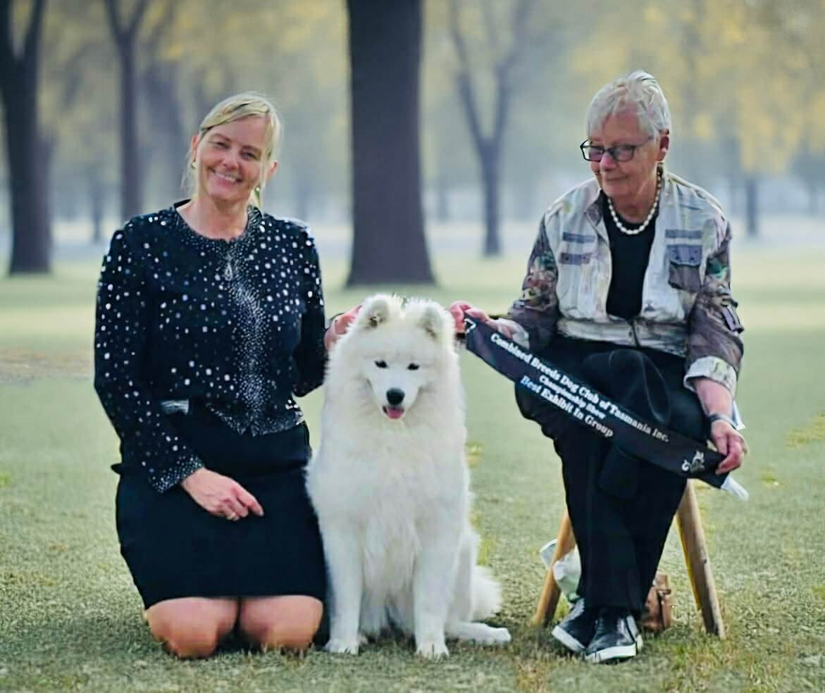 Bellasamba Sweet Friday O Mine Samoyed - Owned by Jason Gesiotto ...