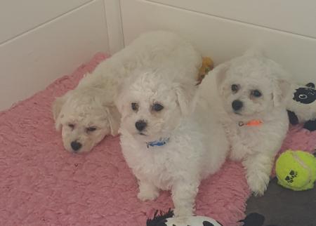 Bichon Frise Puppies for Sale