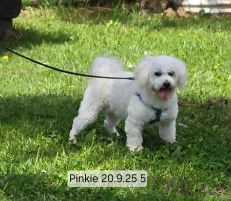 Bichon Frise Puppies for Sale, VIC