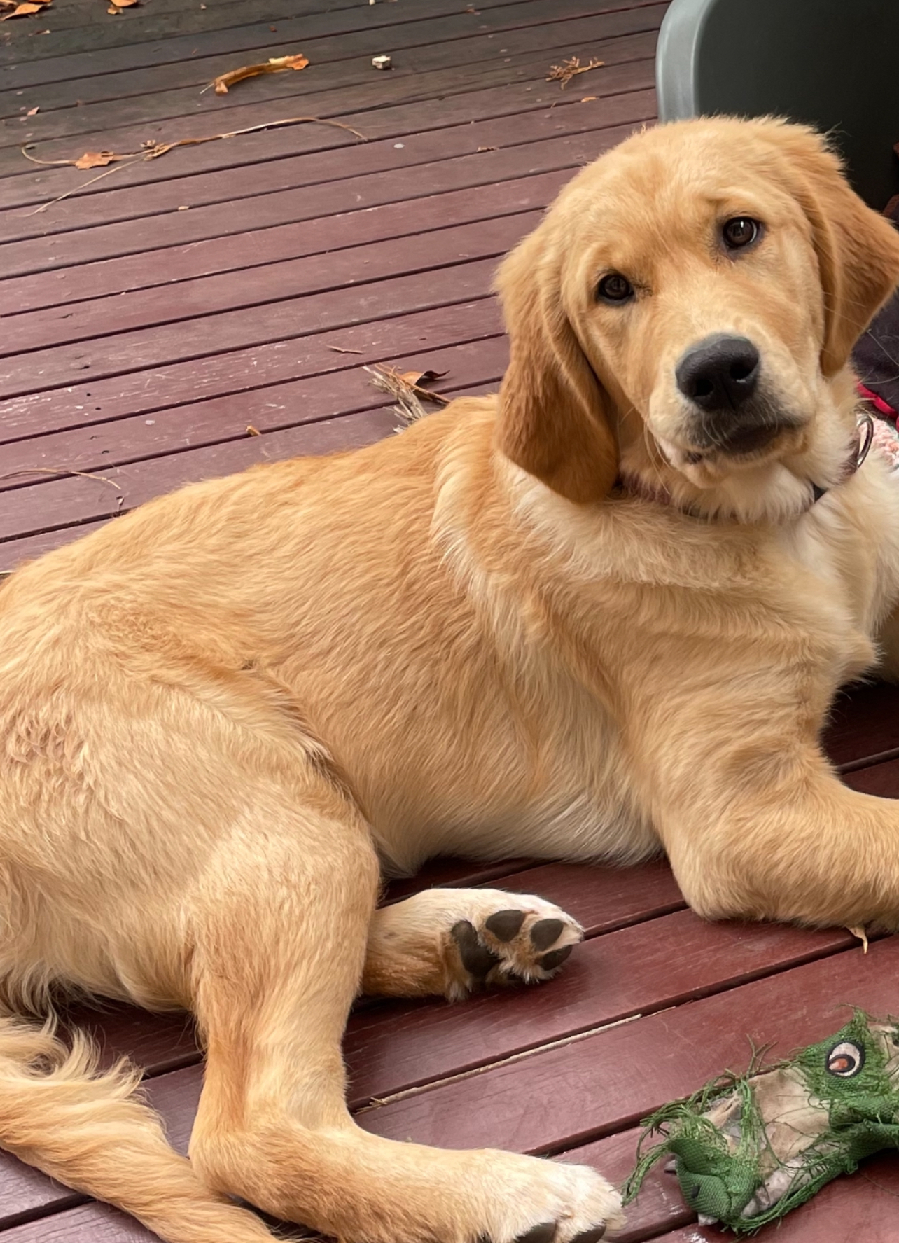 Fairwaycreek Nova Night Golden Retriever - Owned by Mrs G Haydon