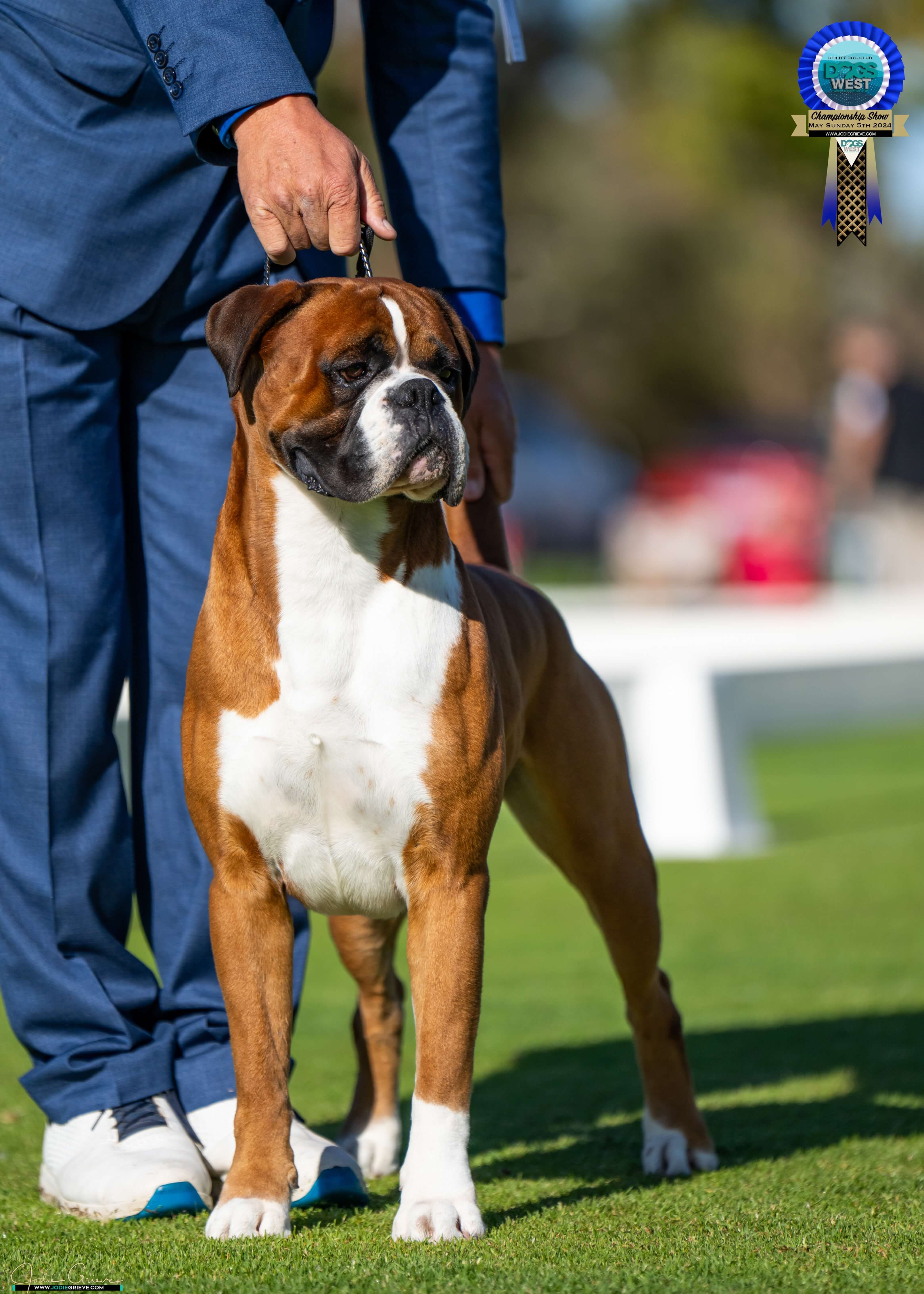 Aust CH & NZ CH Valeska Eurovision (AI) (IMP NZ) (Frozen Semen)
