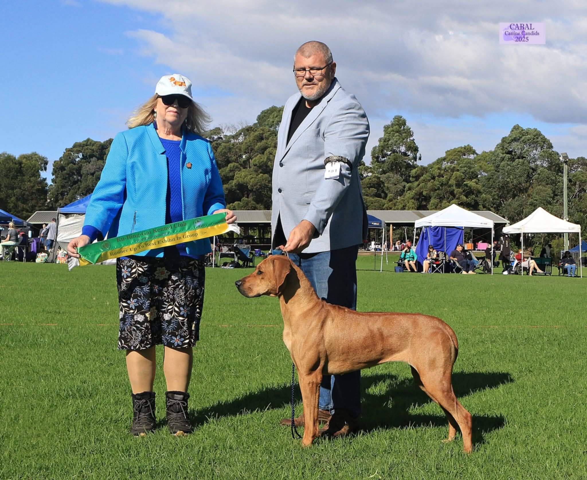 Aust Ch Juzrival Ripper Rita Rhodesian Ridgeback - Owned by Addam ...