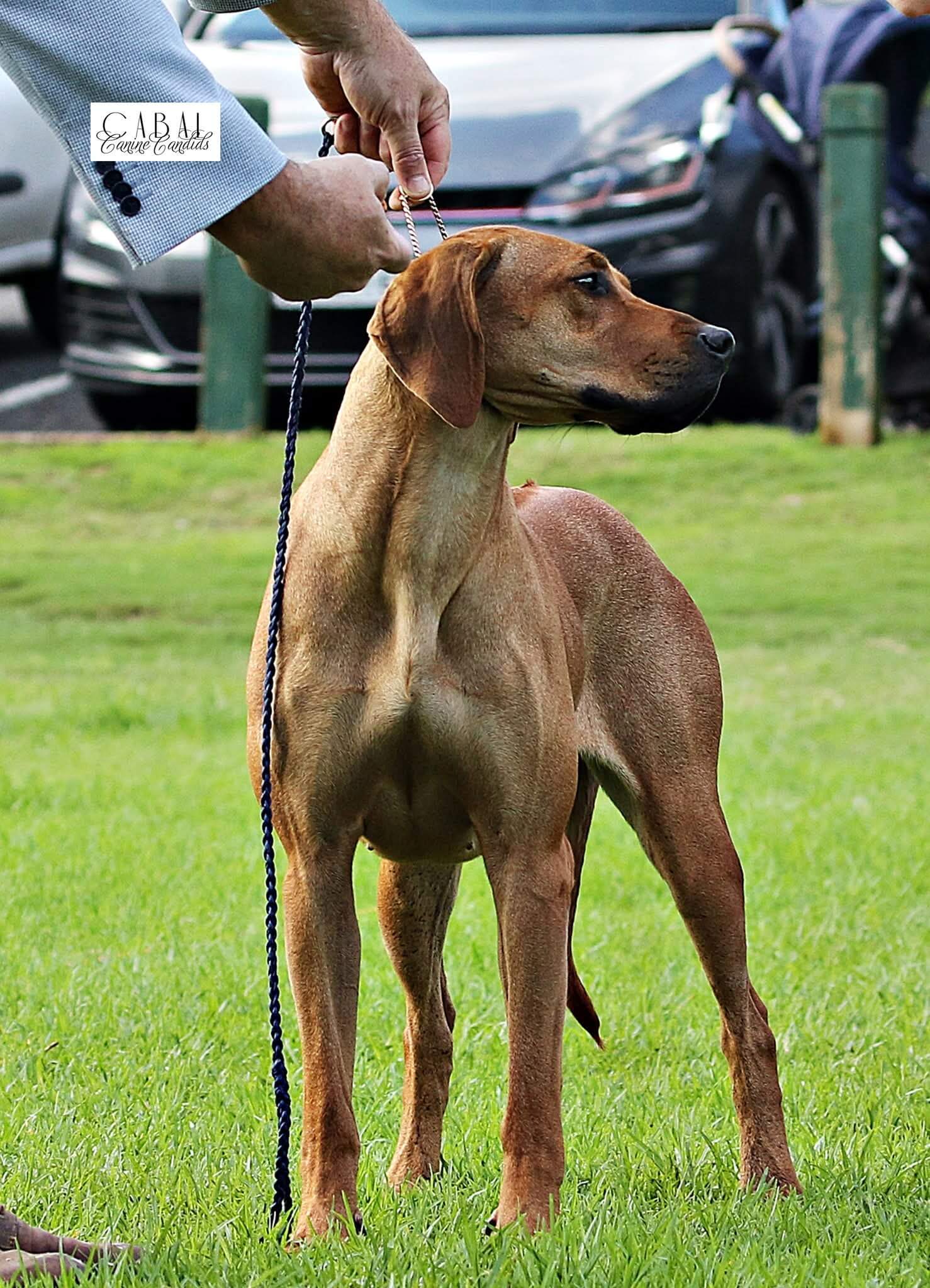 Aust Ch Juzrival Ripper Rita Rhodesian Ridgeback - Owned by Addam ...