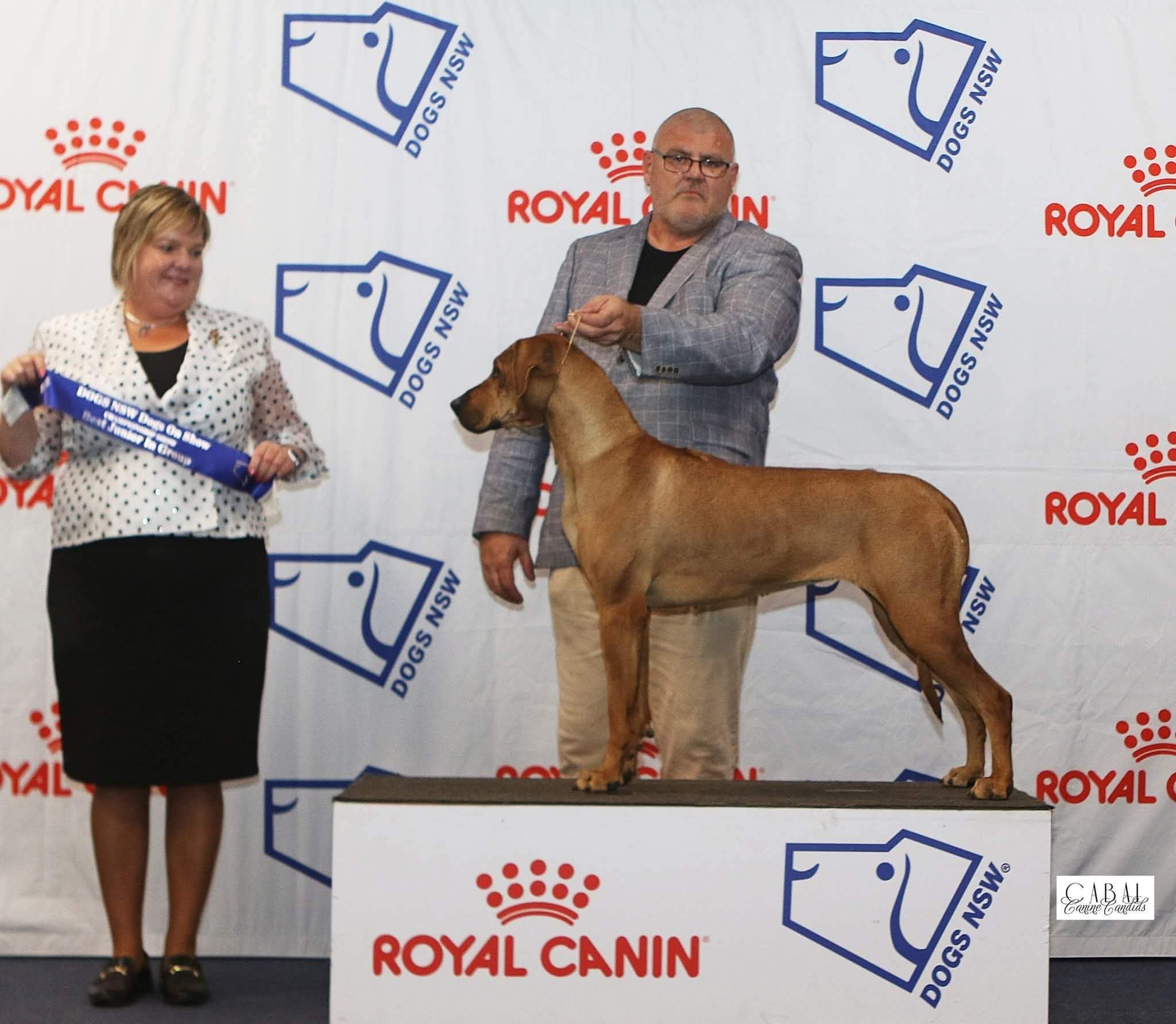 Aust Ch Juzrival Ripper Rita Rhodesian Ridgeback - Owned by Addam ...