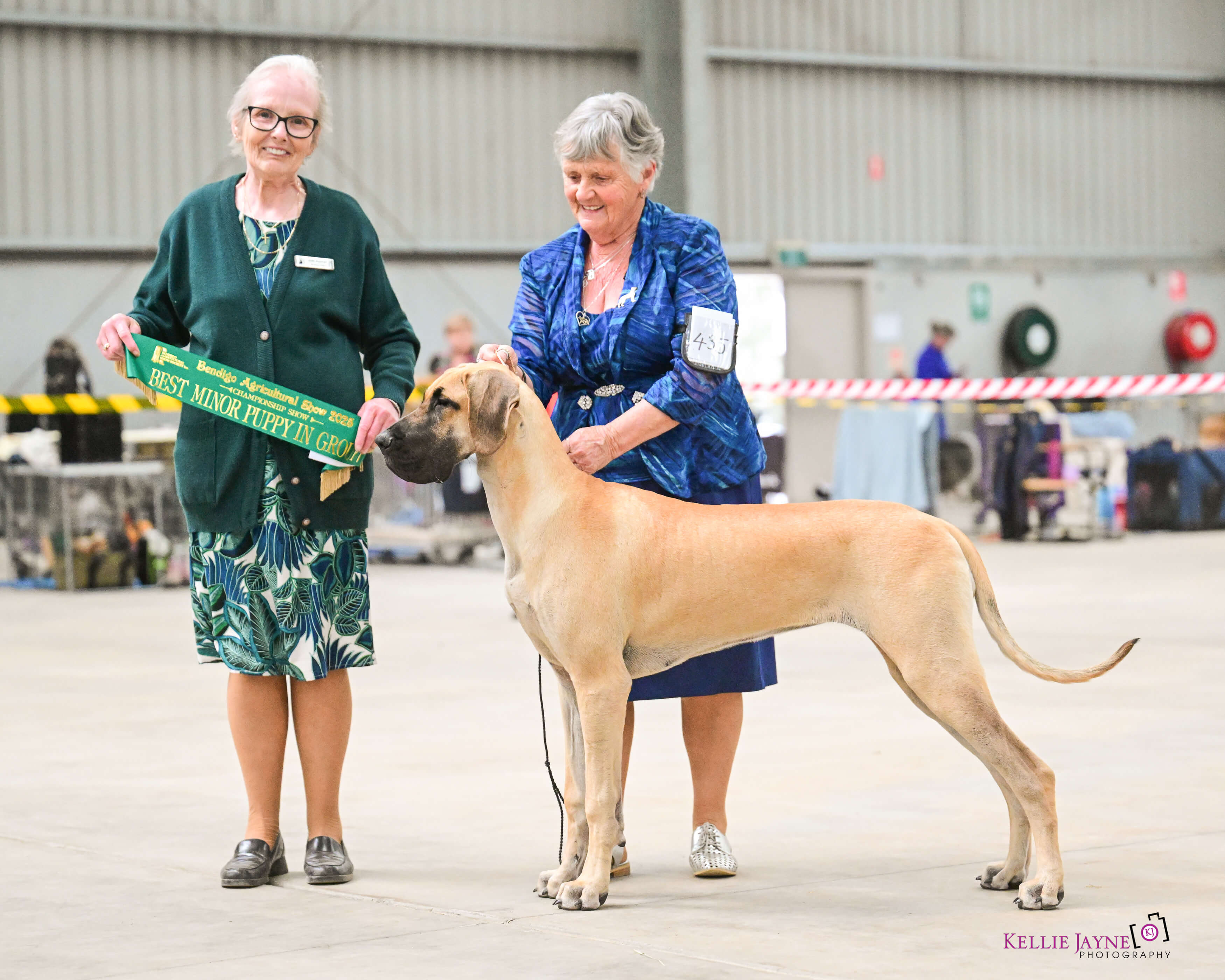 Aust Ch Danefred A Star Is Born (AI) Great Dane - Owned by Frieda Clifton