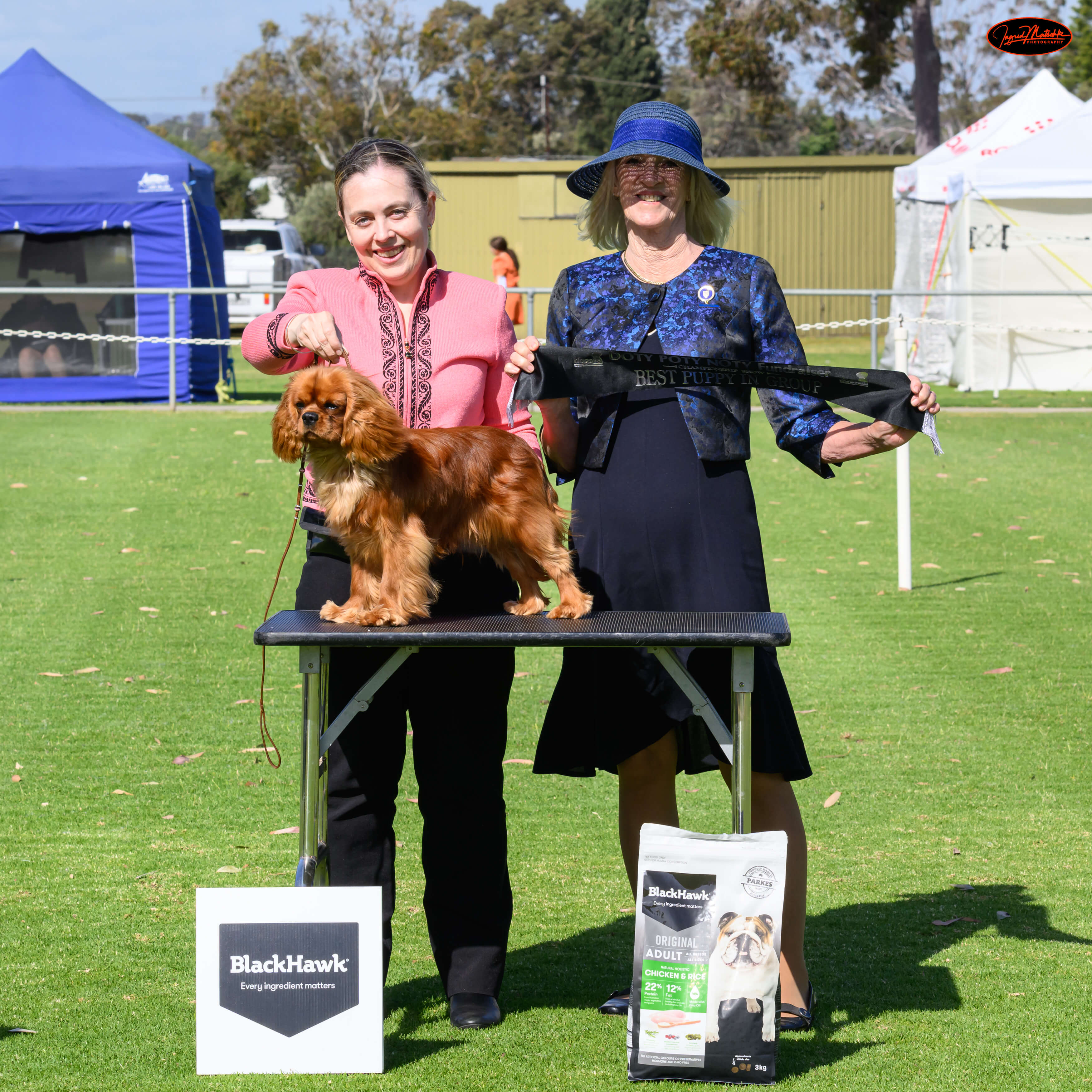 Tavanco King Of Hearts Cavalier King Charles Spaniel - Owned by Vanessa P
