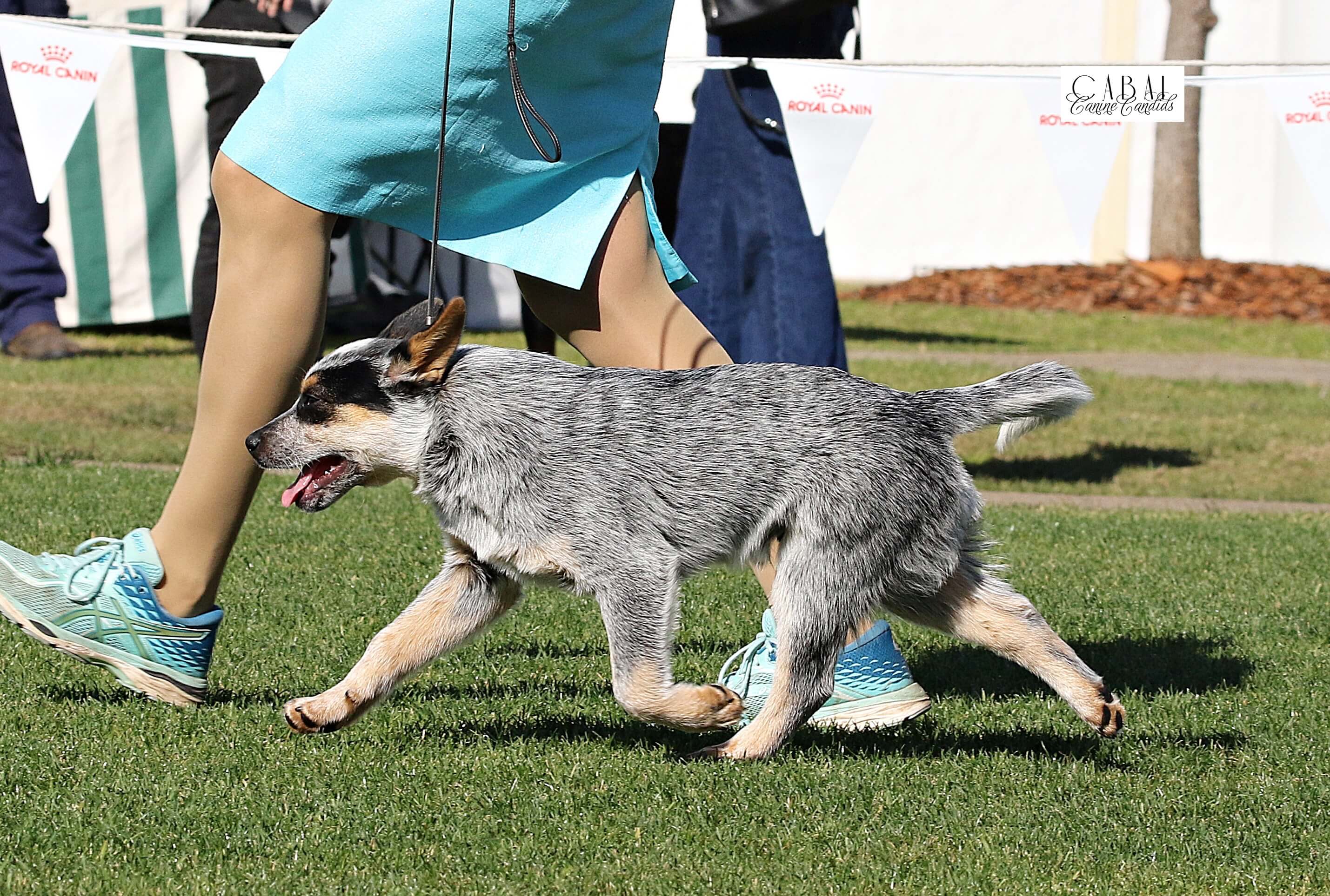 Aust Ch Nuwarra Carbon Copy Australian Cattle Dog - Owned by Sue & Ian Ford