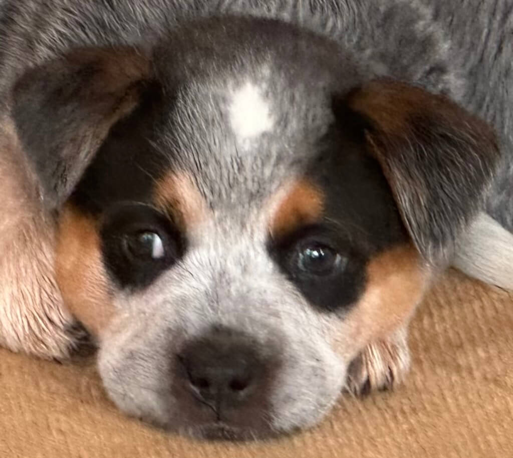 Aust Ch Nuwarra Eyez Like Grace Australian Cattle Dog - Owned by Sue ...