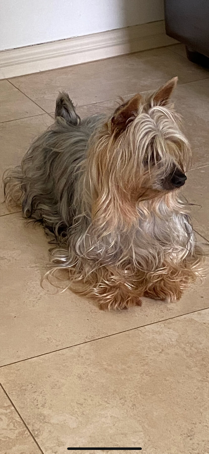 Aust Ch Brunkerville Nellie Melba Australian Silky Terrier - Owned by ...