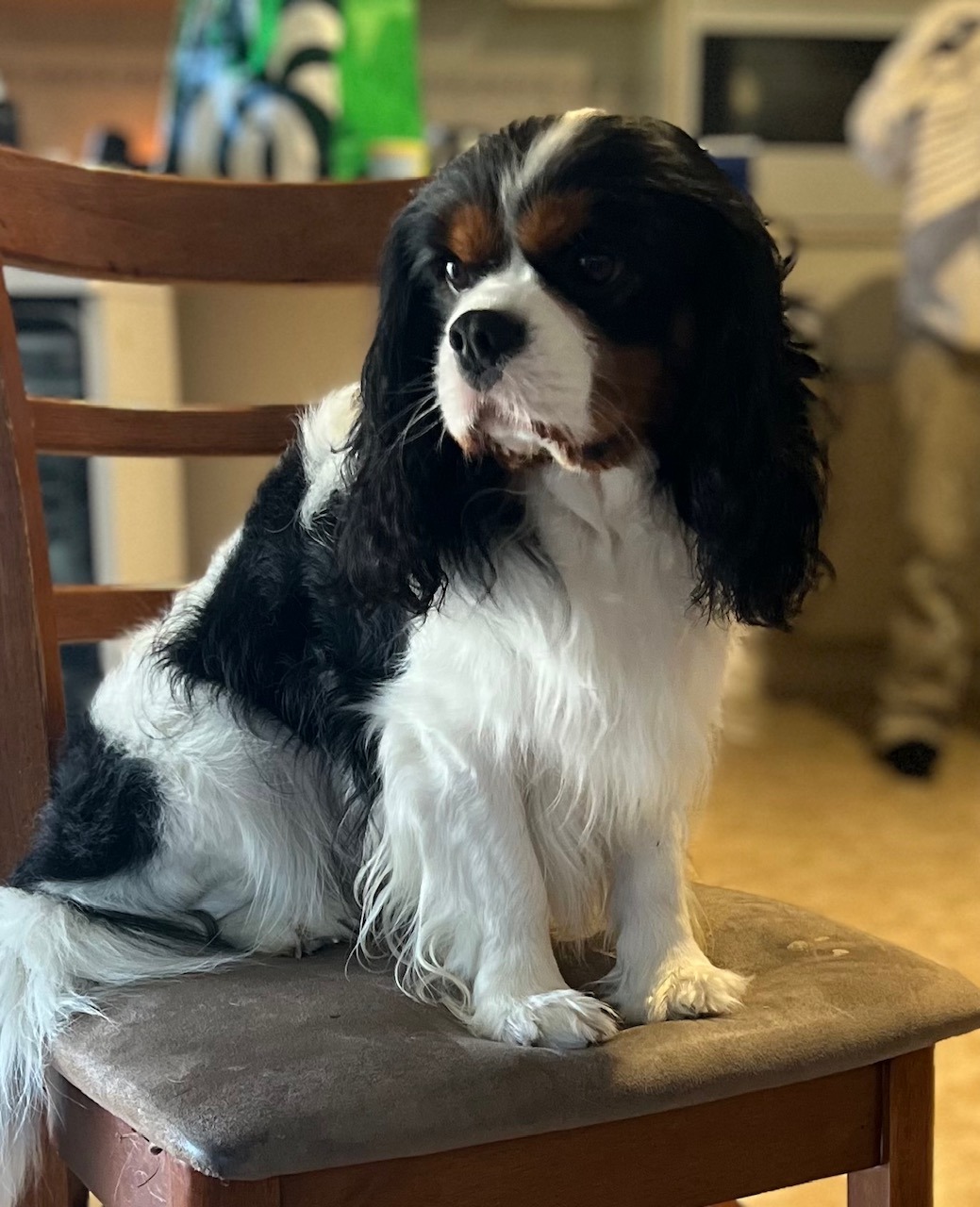 Miranniecavs Prince Charles Cavalier King Charles Spaniel - Owned by ...