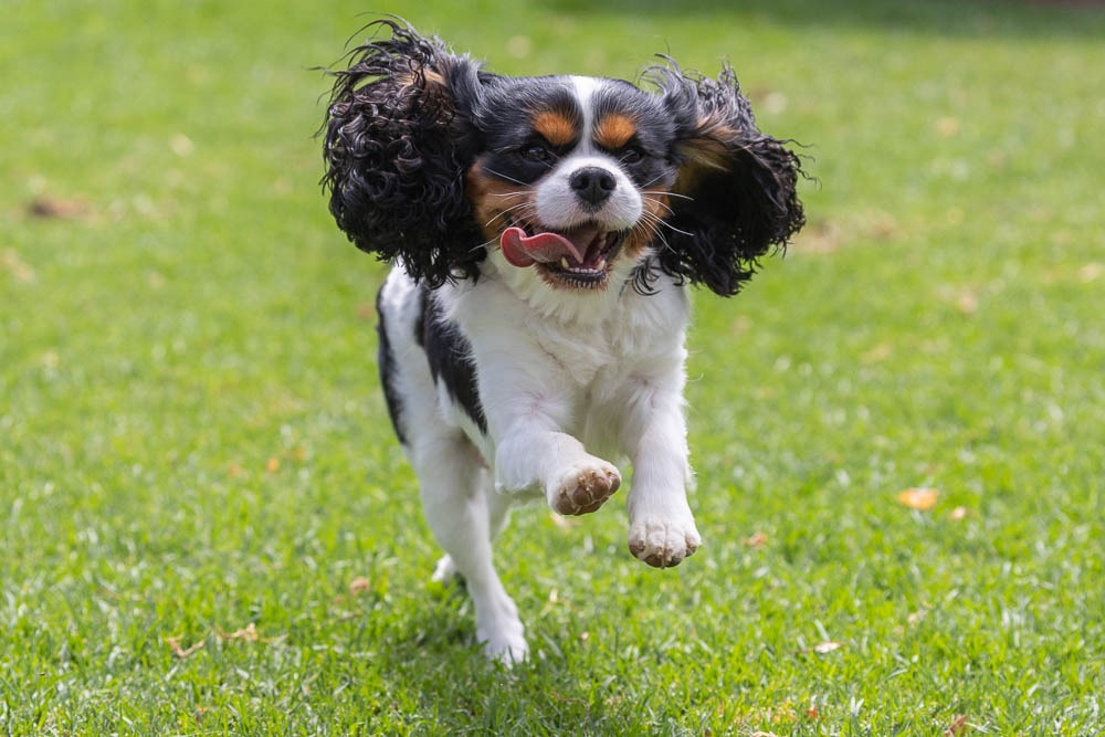 Miranniecavs Prince Charles Cavalier King Charles Spaniel - Owned by ...