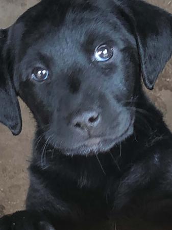 Labrador Retriever Puppies for Sale, VIC