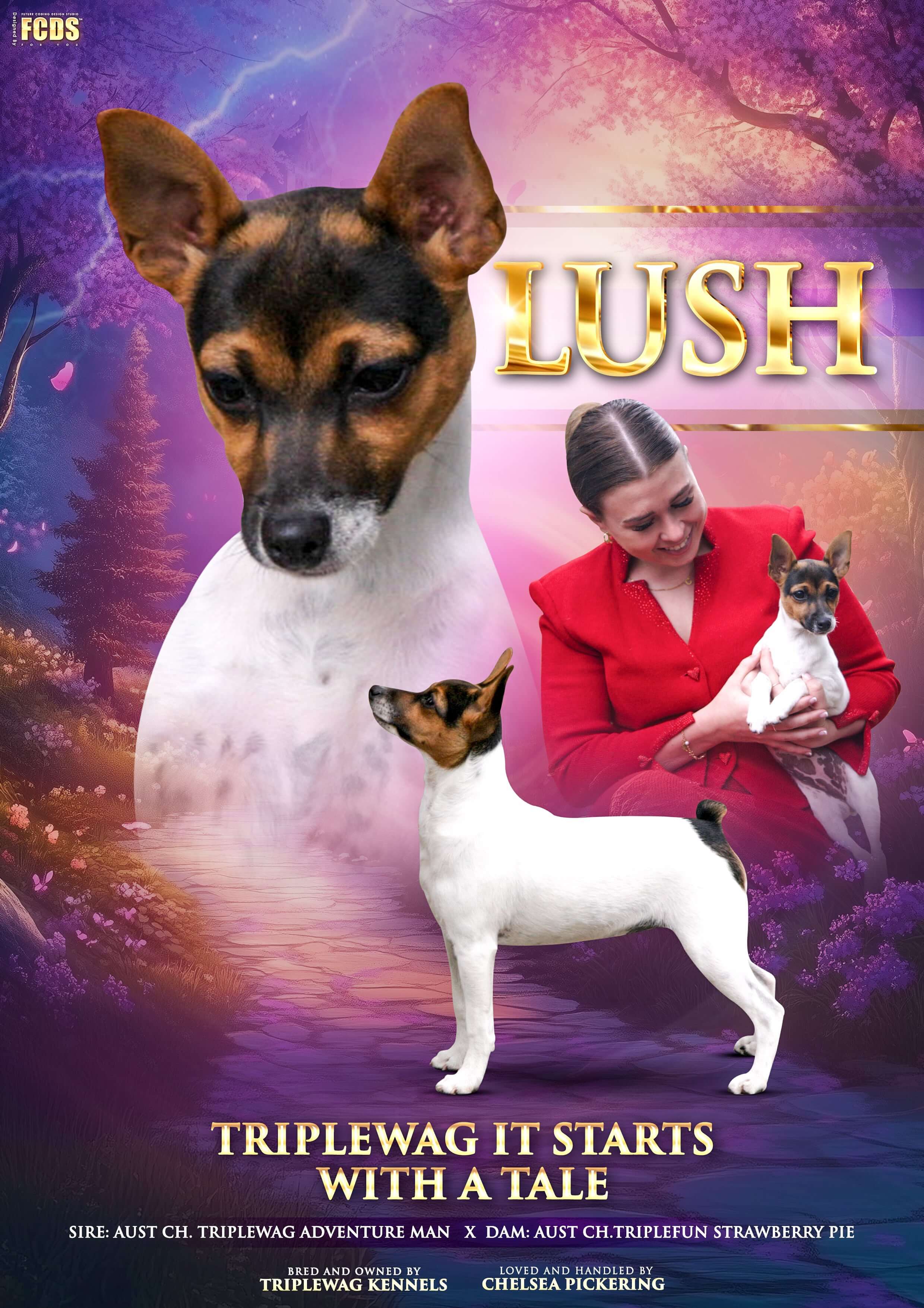 Aust Ch Triplewag It Starts With A Tale Tenterfield Terrier - Owned by ...