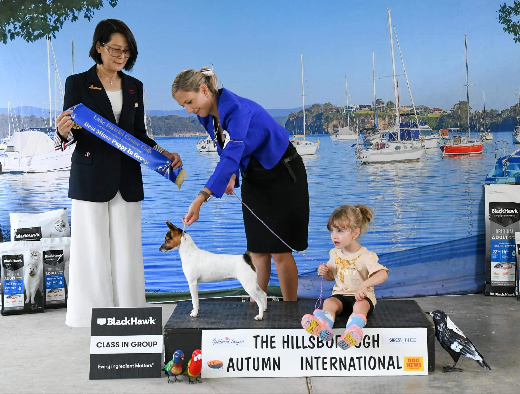 Aust Ch Triplewag It Starts With A Tale Tenterfield Terrier - Owned by ...