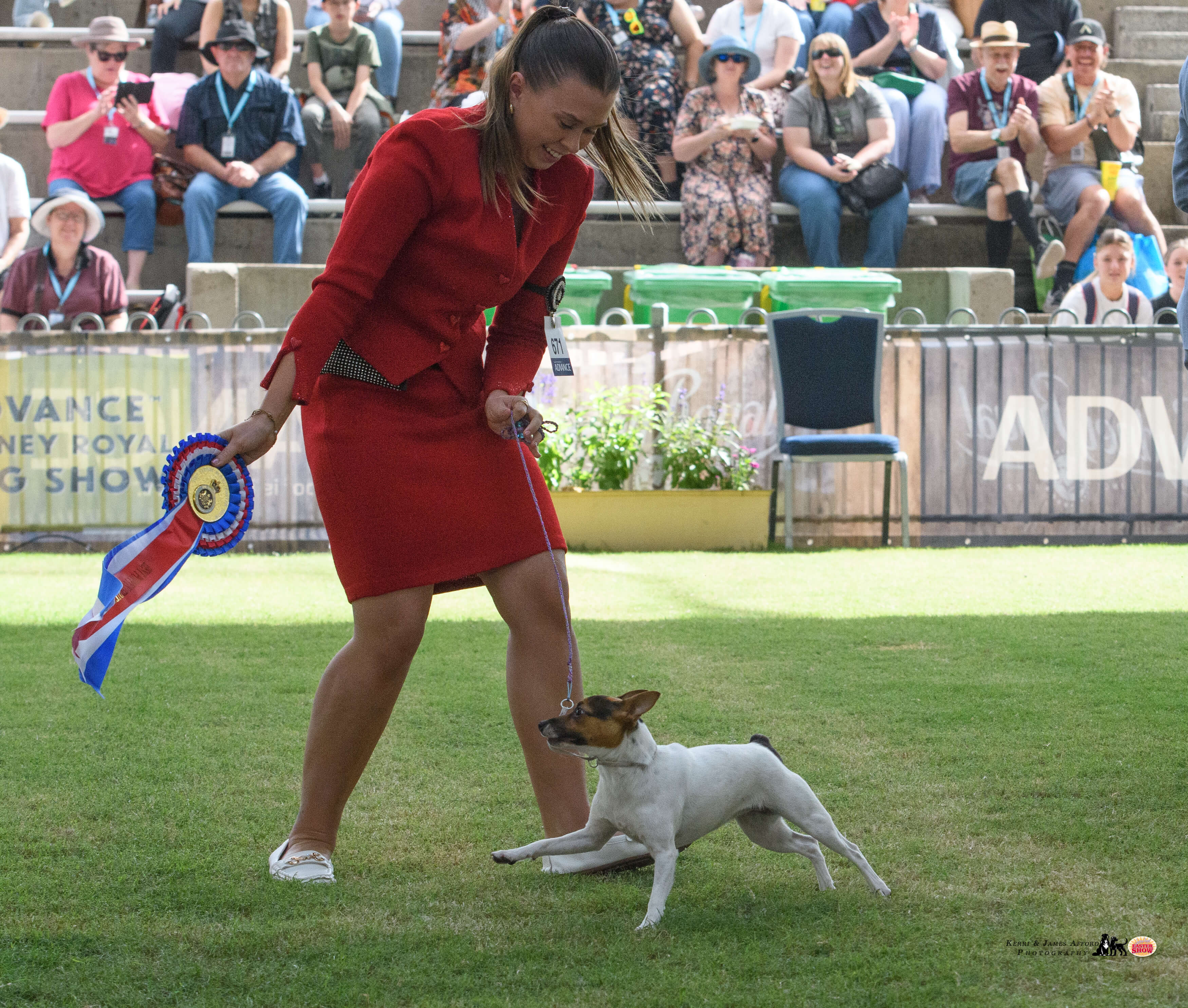 Aust Ch Triplewag It Starts With A Tale Tenterfield Terrier - Owned by ...