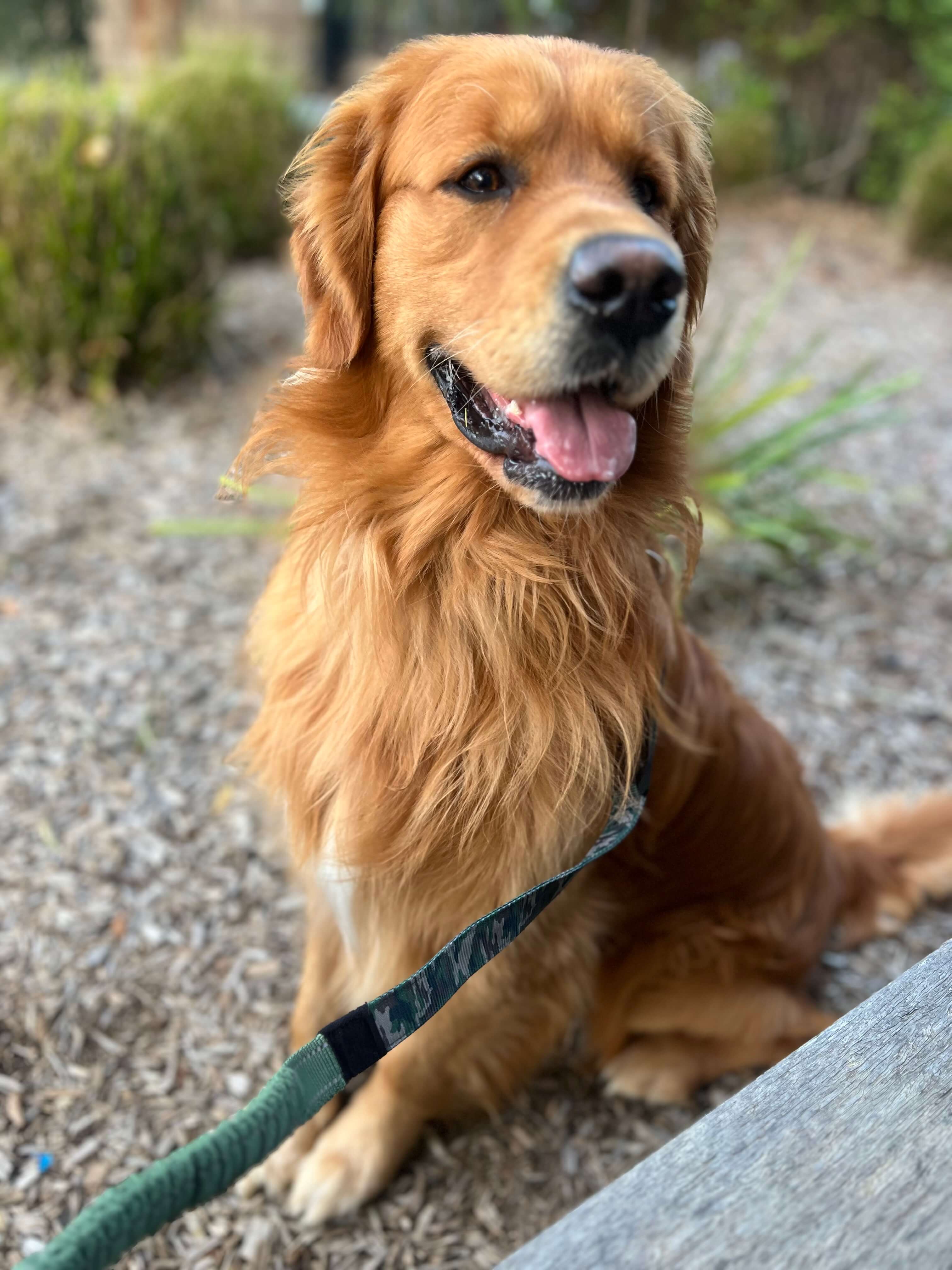 Rivershadow Dark and Stormy Golden Retriever - Owned by Brendan Sarton