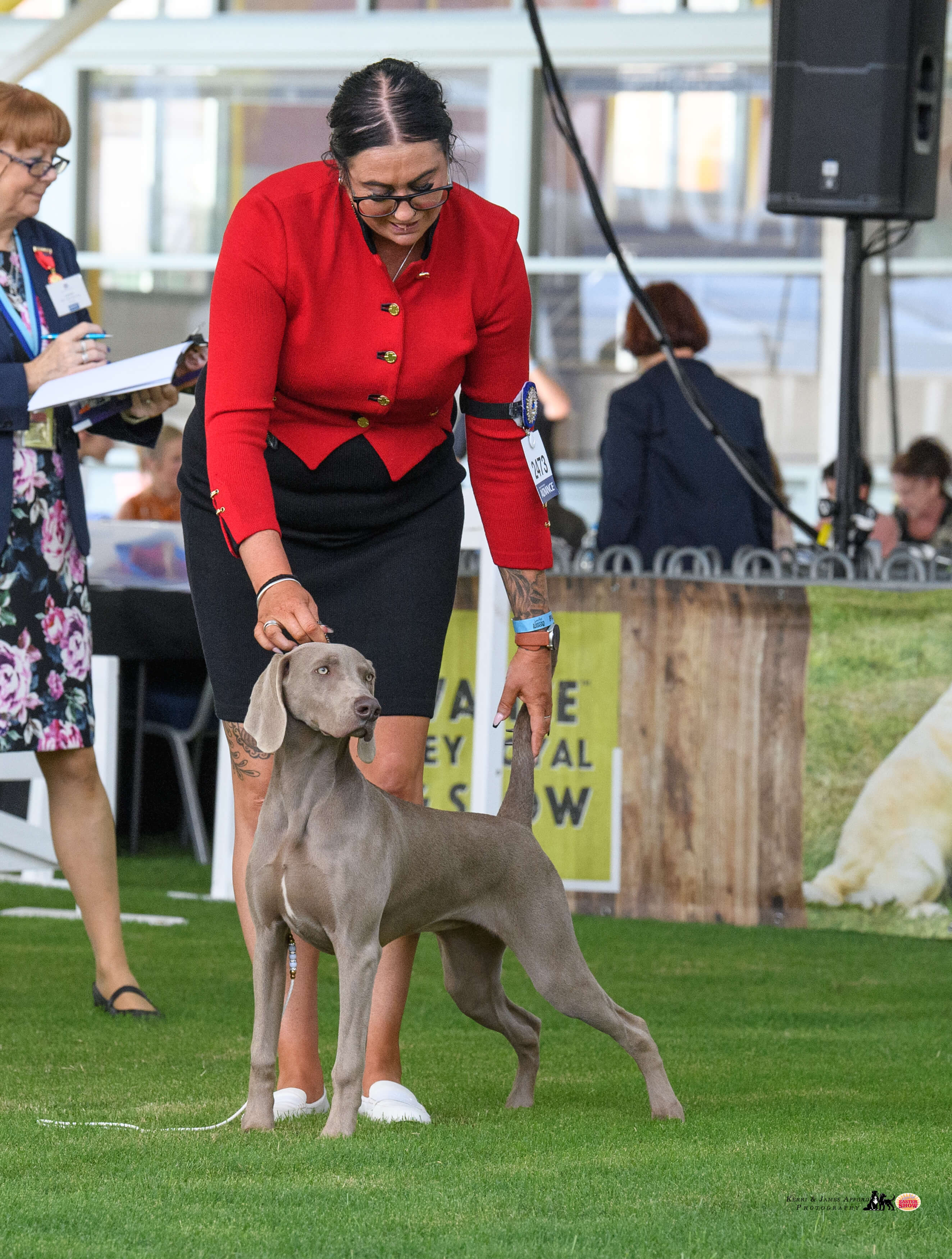 Aust Ch Lukedom ShowMeHow U Burlesque AI Weimaraner - Owned by Kelli ...