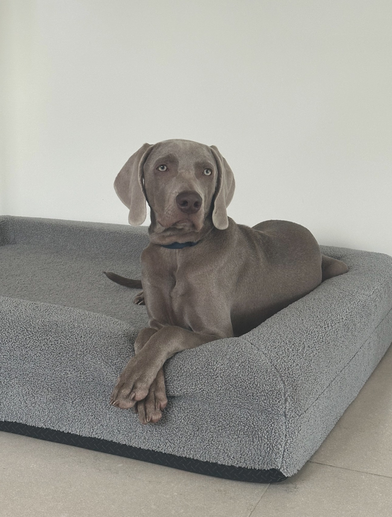 Weimaraner Rescue, Australia