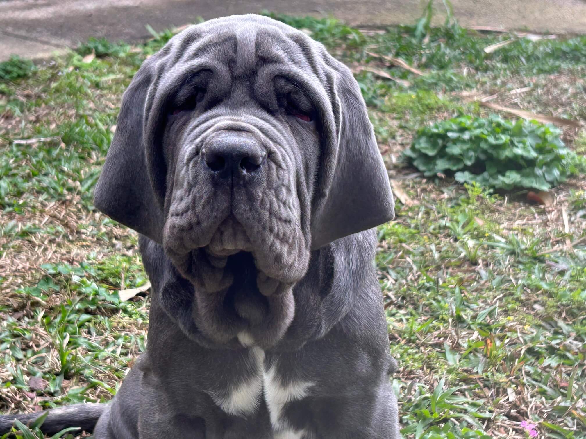 Maggiormente Benetti Neapolitan Mastiff - Owned by K & N Keck