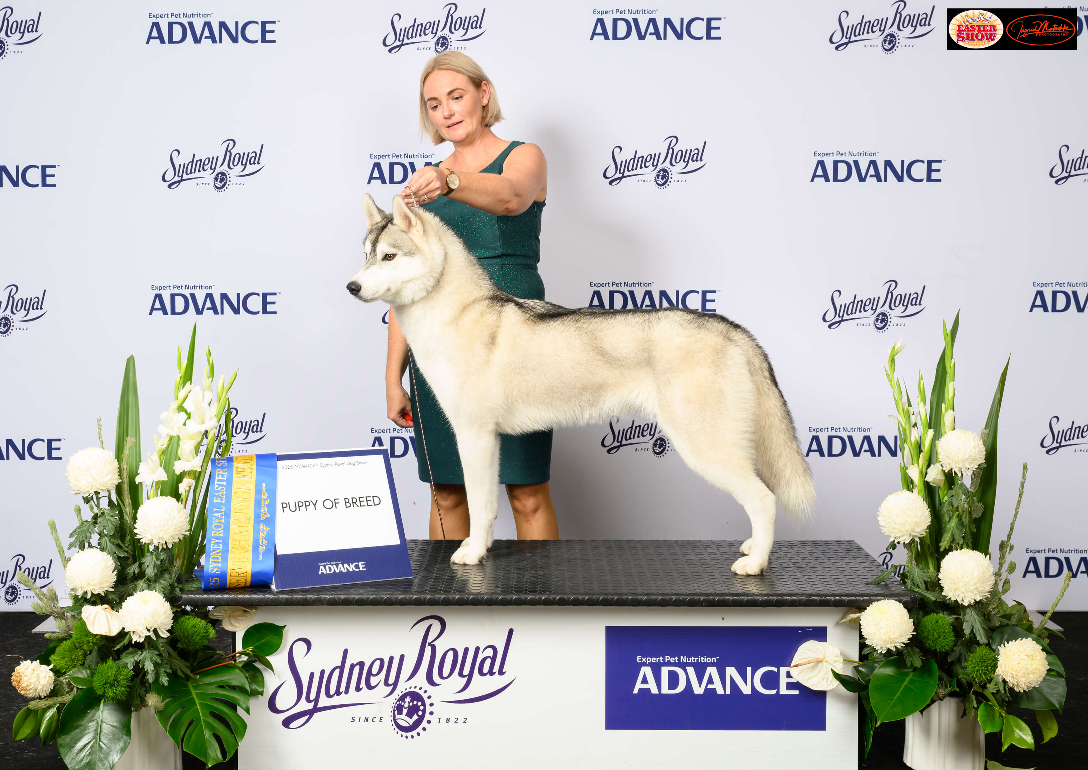 Aust. Ch Taejaan Exclusive (AI) N.SPRD Siberian Husky - Owned by NJ ...