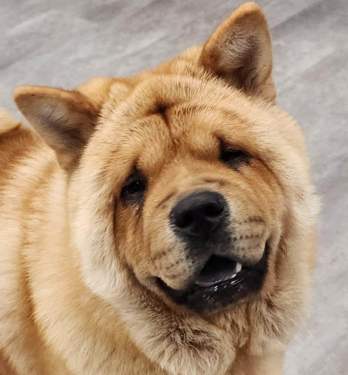 Sweetiepei Feel The Wrath At Ozchow Chow Chow - Owned by A Hein, K Dack ...