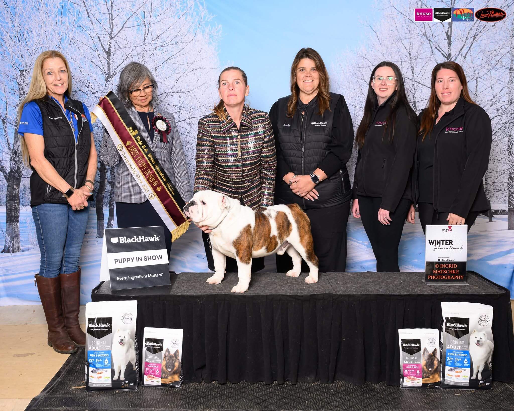 Ch Beeman Iron Mike British Bulldog - Owned by Mr S Hurford & Miss K Todd