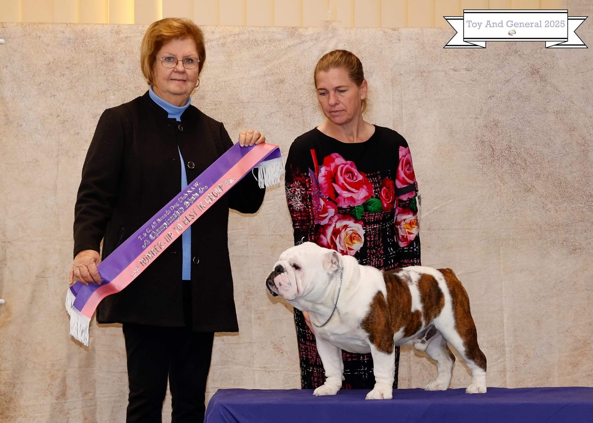 Ch Beeman Iron Mike British Bulldog - Owned by Mr S Hurford & Miss K Todd