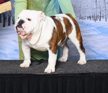 Ch Beeman Iron Mike British Bulldog - Owned by Mr S Hurford & Miss K Todd