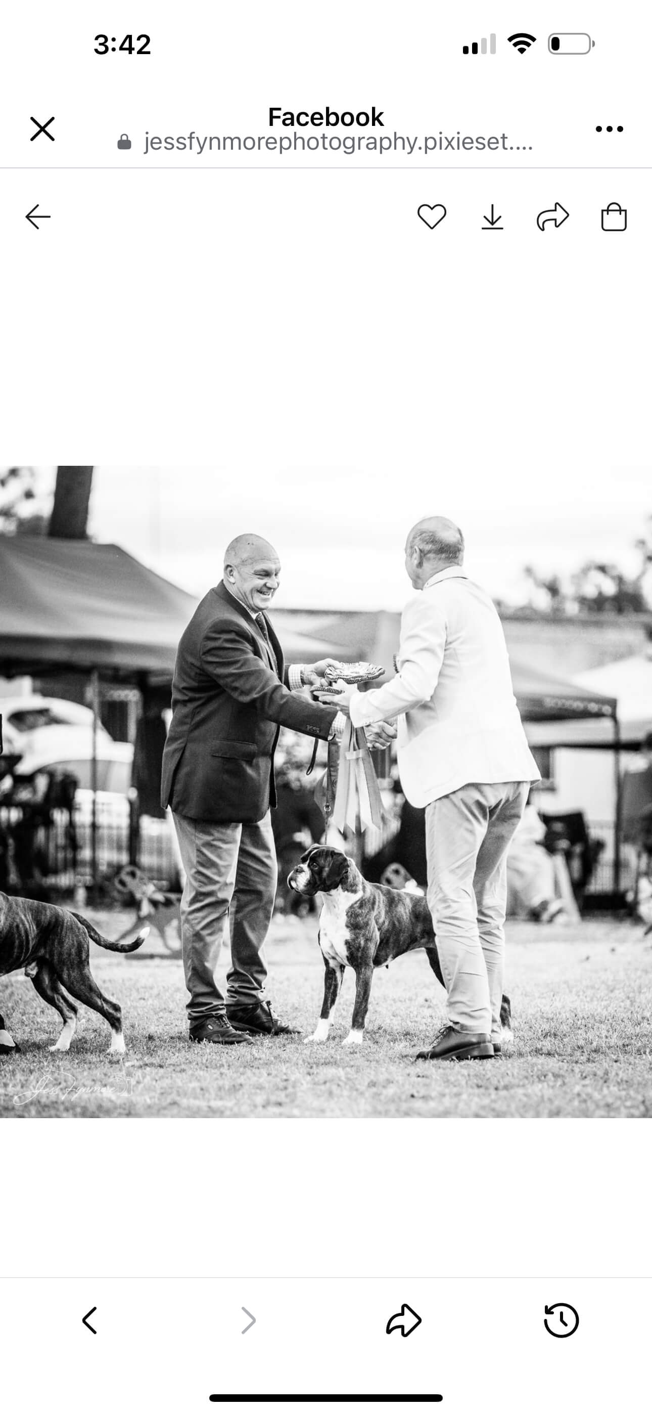 CH Kirravindee Luv N Heart Boxer - Owned by BN & DM Lawson