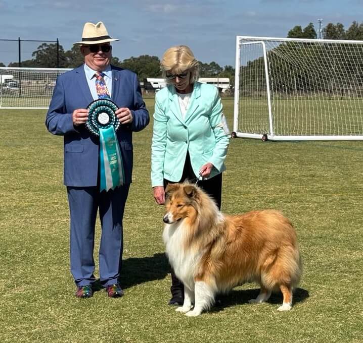 Ch Coltie King Of Hearts Collie (Rough) - Owned by Alan & Jo-Ann Wallace