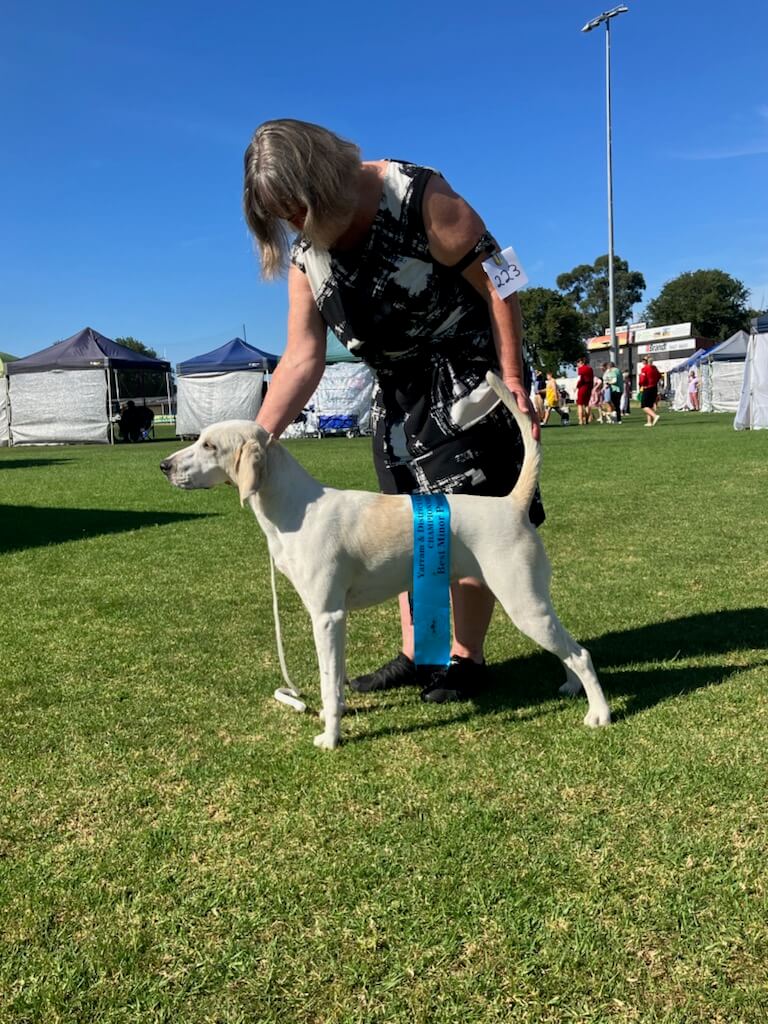 Ch Huntzwellblu Lemon Fizz Harrier - Owned by P Van Loon & K Austin