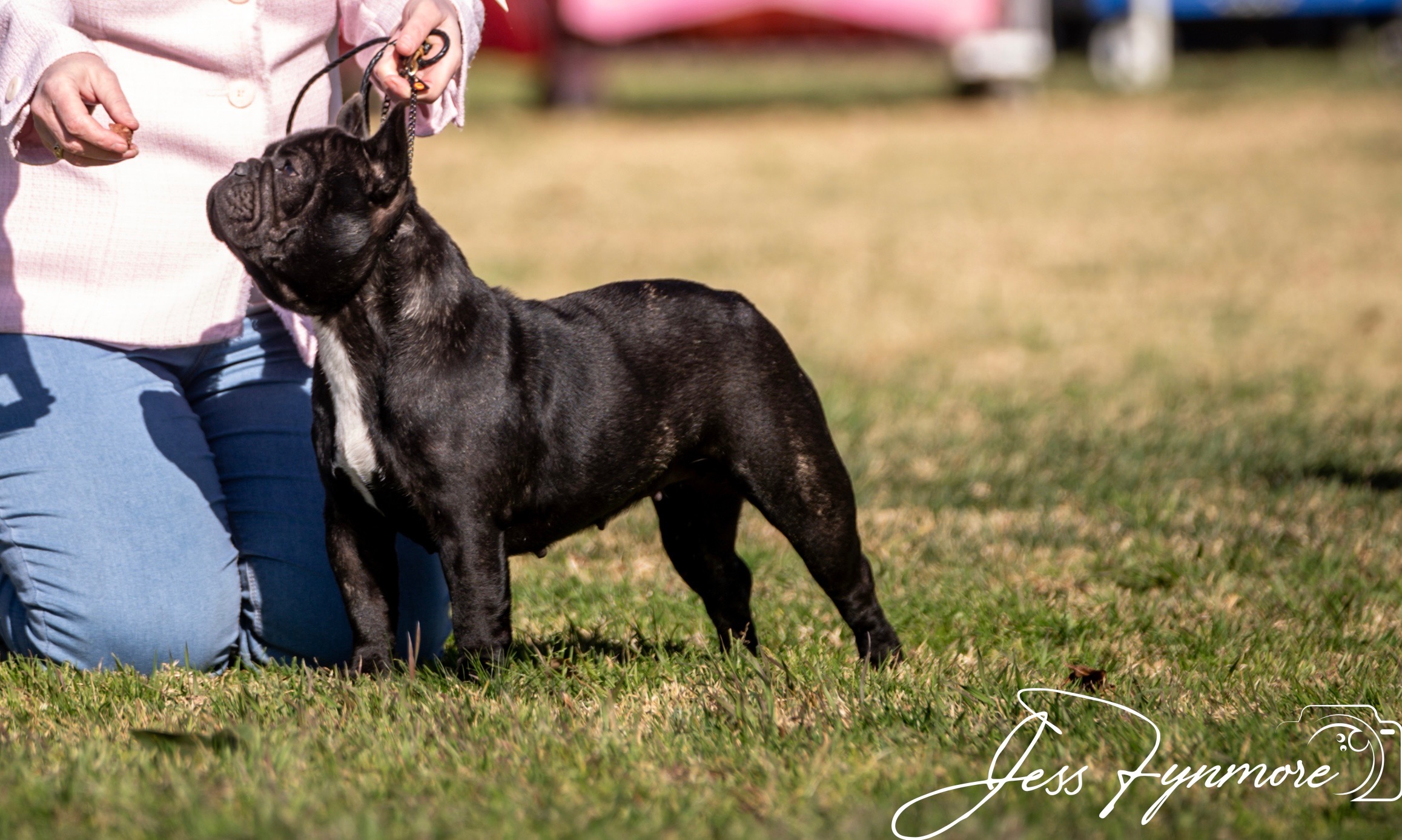 Freetoroam An Irish Blessing French Bulldog - Owned by Mrs Mandy Passmore