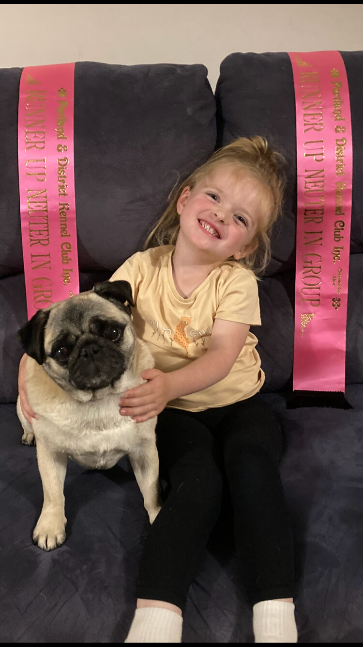 CH & Neuter CH Suart Country Princess Leni Pug - Owned by Sue Phillips