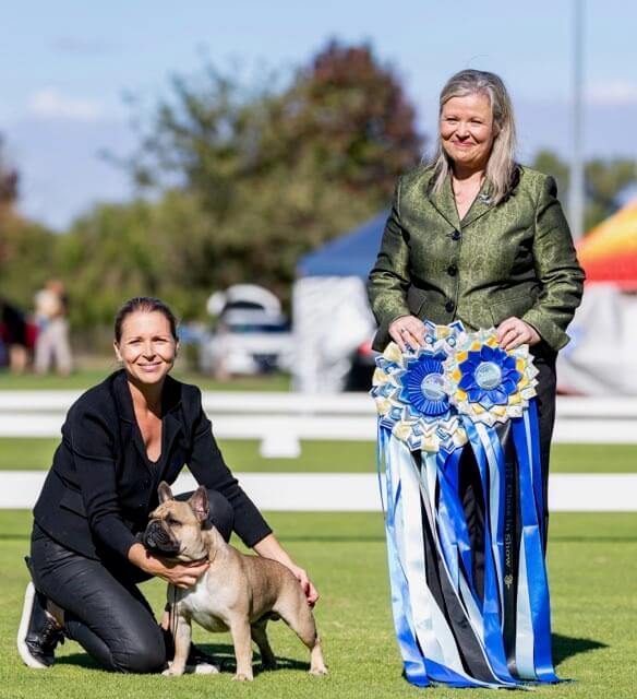 Australian CH Theano Pc Man JR French Bulldog - Owned by T.Zapantis and ...