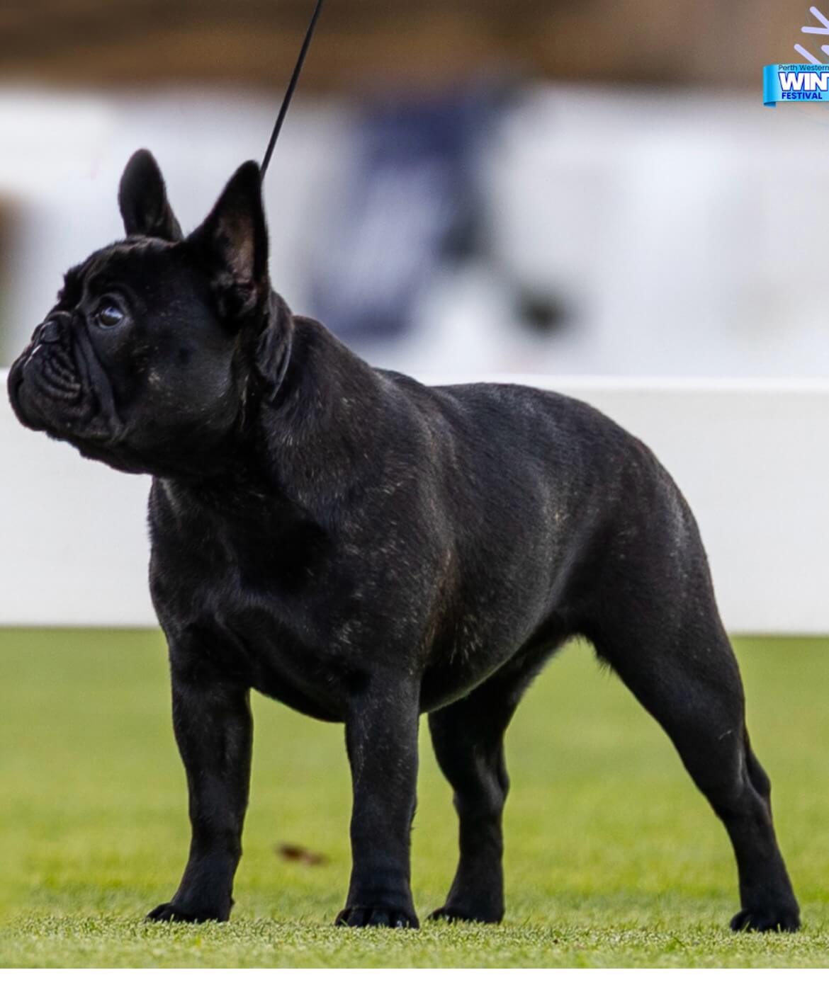 Australian CH Theano My Girl Arizonna French Bulldog - Owned by T ...