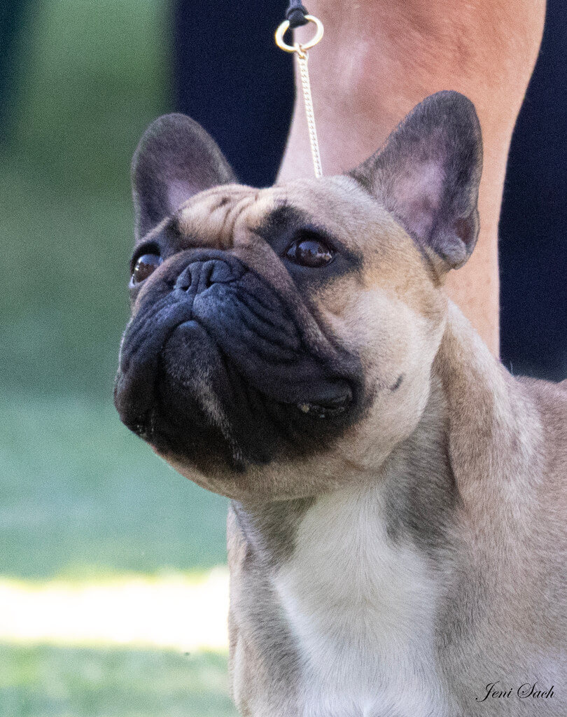 Australian CH Theano Pc Man JR French Bulldog - Owned by T.Zapantis and ...