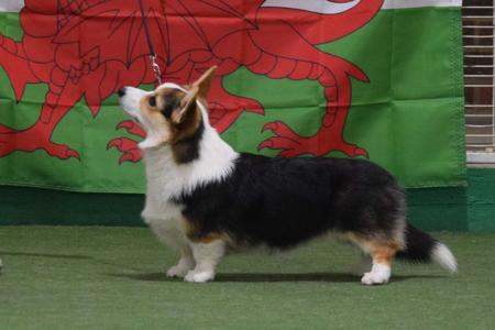 Welsh Corgi Breeders, VIC