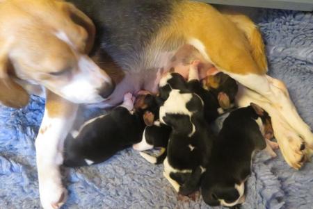 Beagle Puppies for Sale