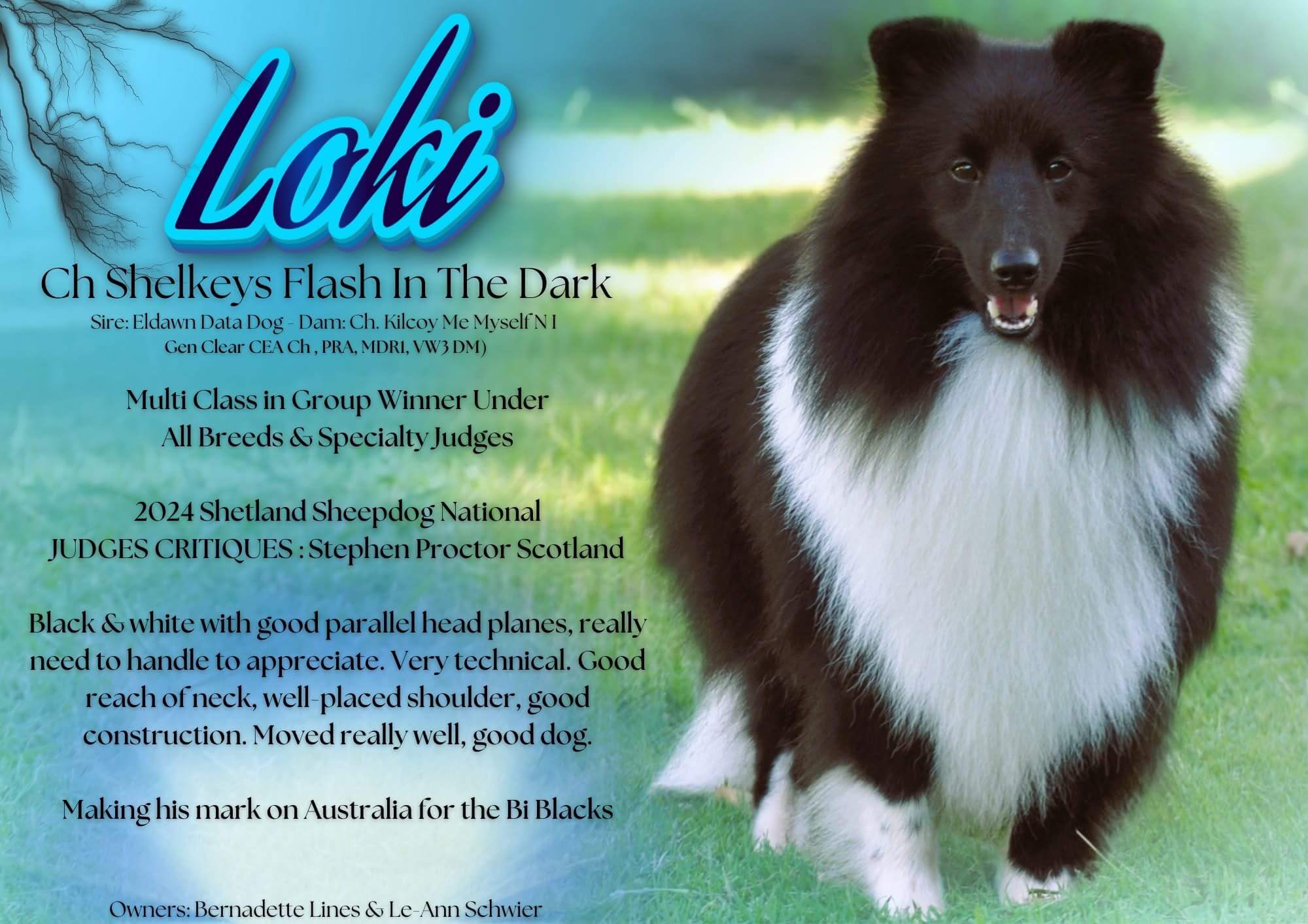 Australian Champion Shelkeys Flash In The Dark (Gen Clear CEA Ch , PRA ...