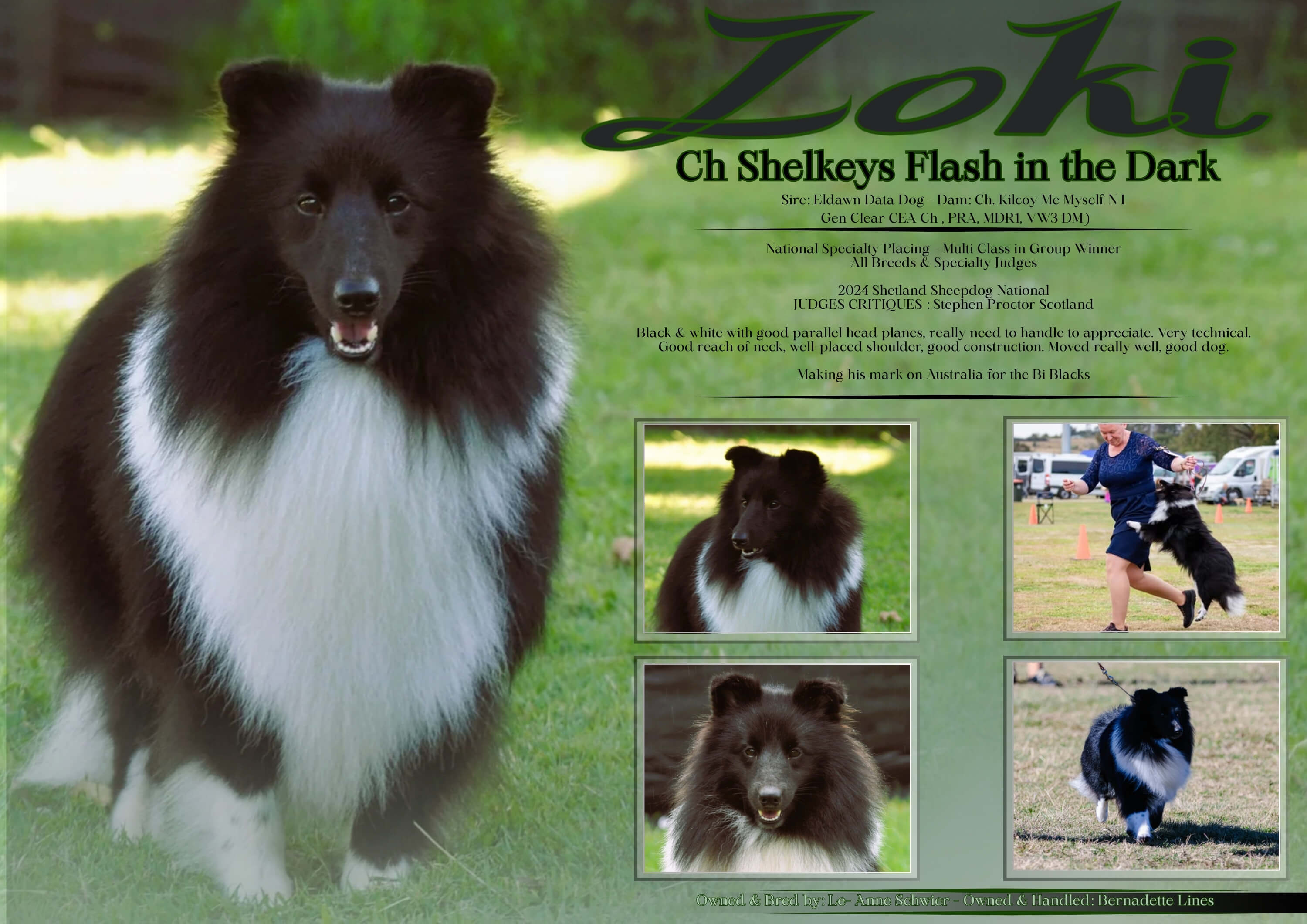 Australian Champion Shelkeys Flash In The Dark (Gen Clear CEA Ch , PRA ...